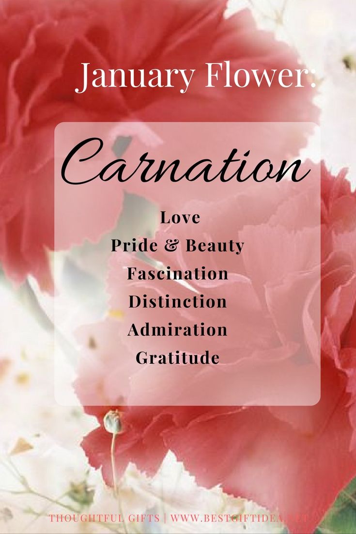 Best Gift Idea Carnation Flower Meaning | Flower of The Month